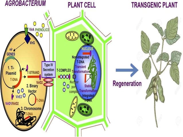 Agrobactirium mediated gene transfer | PPTX