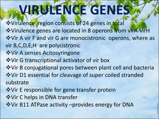 Agrobactirium mediated gene transfer | PPTX