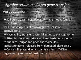 Agrobactirium mediated gene transfer | PPTX