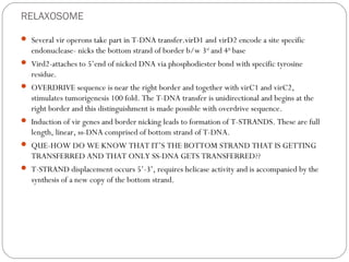 Agrobactreium nature’s genetic engineer | PPT