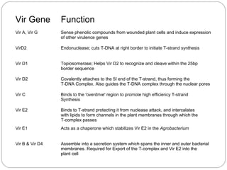 Agrobactreium nature’s genetic engineer | PPT