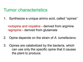 Agrobact transfer.pptx