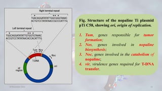 AGROBATERIUM MEDIATED GENE TRANSFER | PPTX
