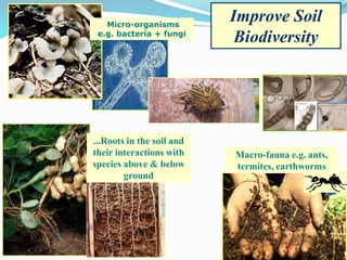 Agrobiodiversity and sustainability | PPTX