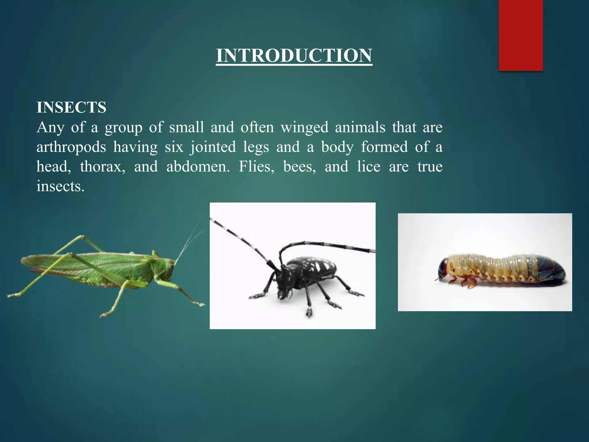 Why insects are called pests | PPT