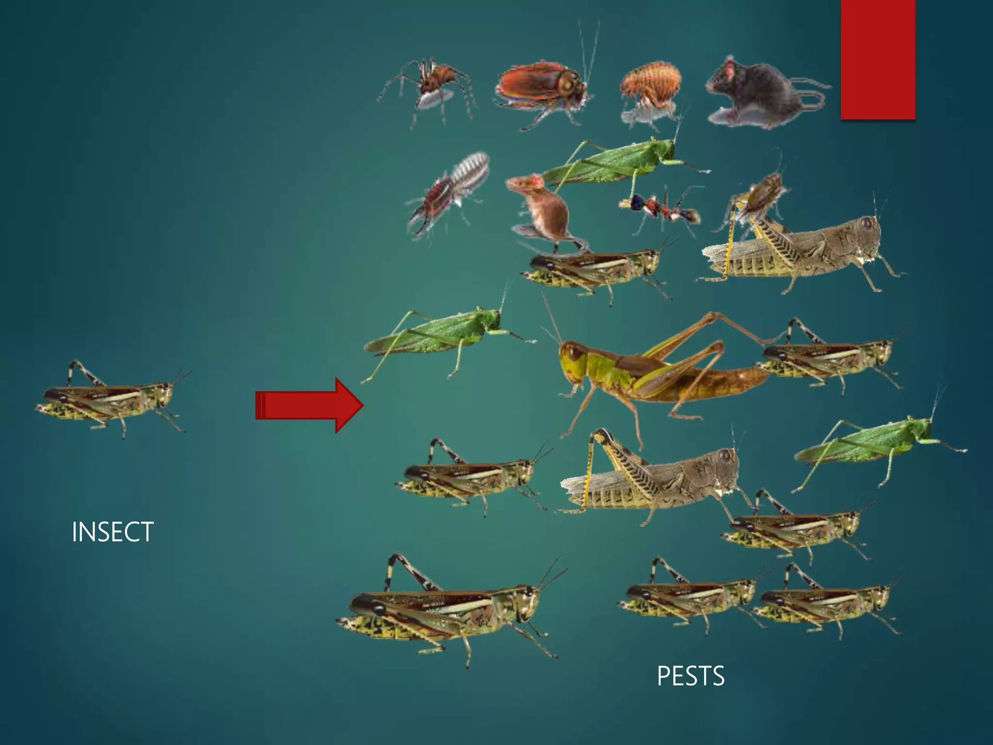 Why insects are called pests | PPT