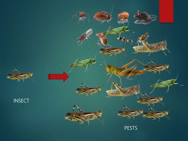 Why insects are called pests | PPT