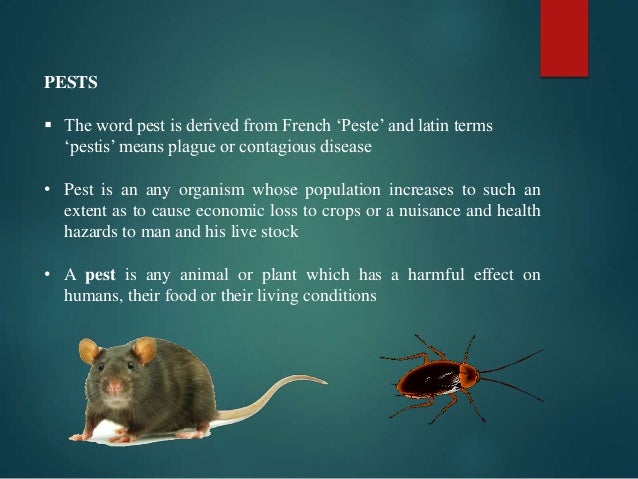 Why insects are called pests