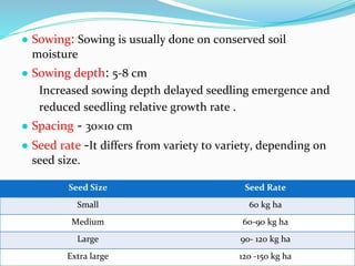 Agro chick pea seed production presentation | PPTX