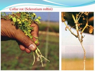 Agro chick pea seed production presentation | PPTX