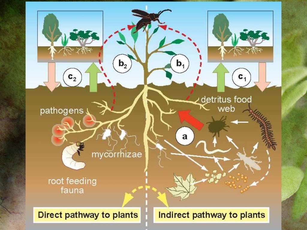 Agroecology: Principles and Practices