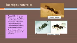 Agroecosistemas leguminosas hortalizas | PDF