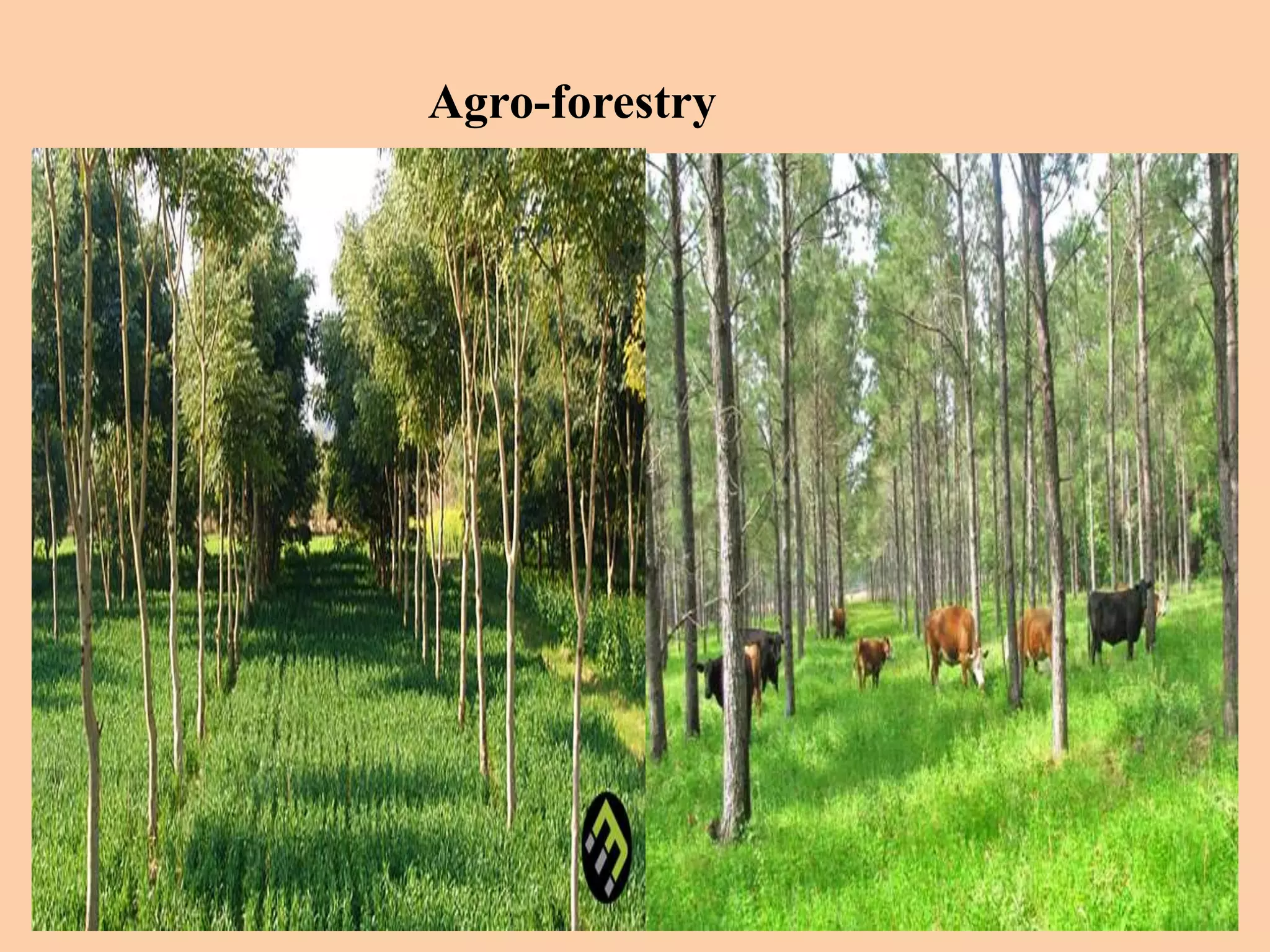 Agroforestry | PPTX