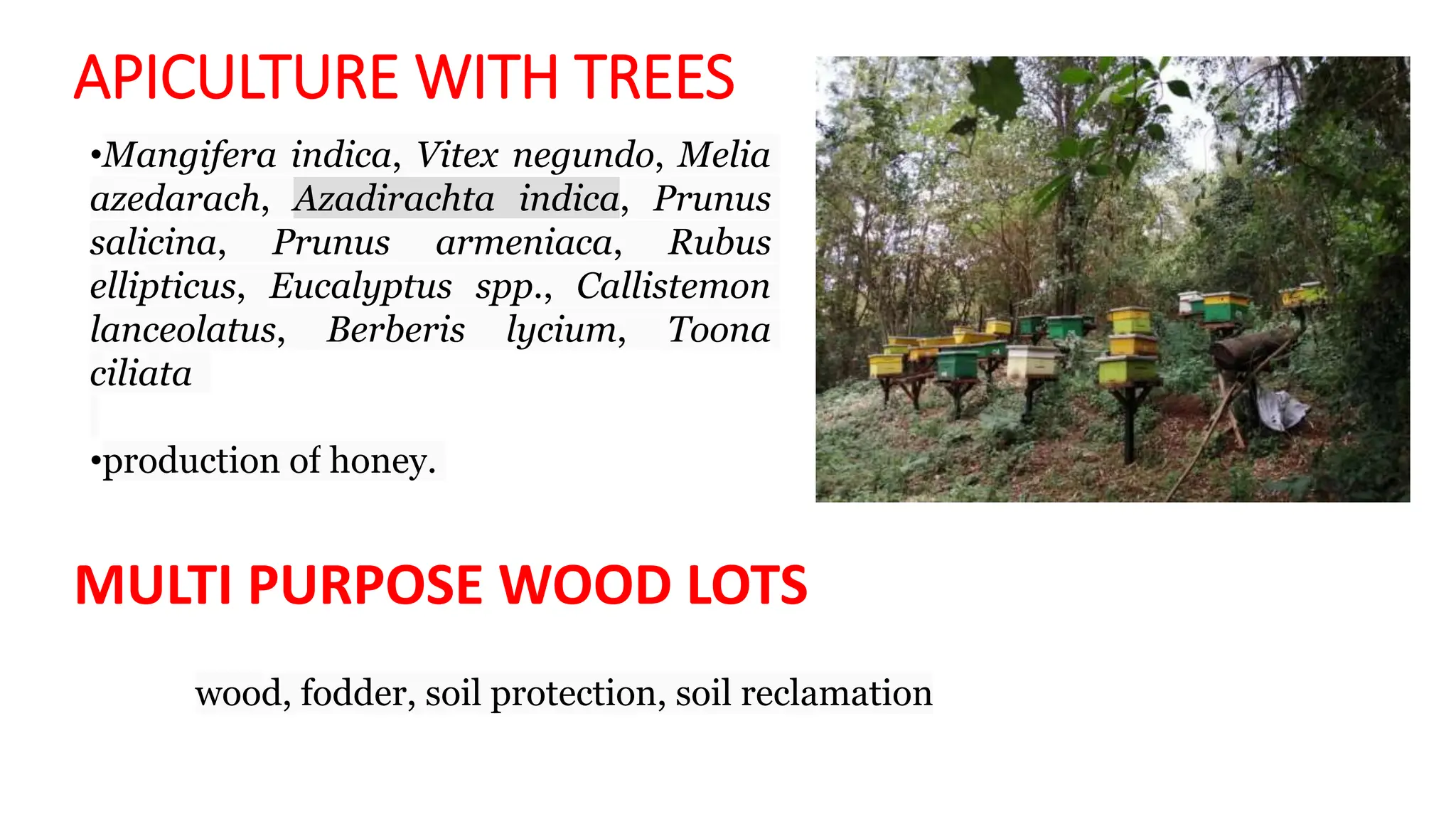 AGRO FORESTRY.pptx agriculture agro forest | PPTX