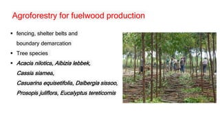 AGRO FORESTRY.pptx agriculture agro forest | PPTX
