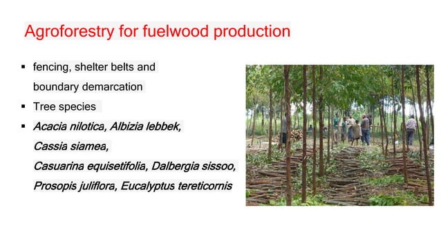 AGRO FORESTRY.pptx agriculture agro forest | PPTX