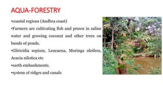 AGRO FORESTRY.pptx agriculture agro forest | PPTX