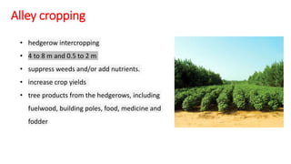 AGRO FORESTRY.pptx agriculture agro forest | PPTX