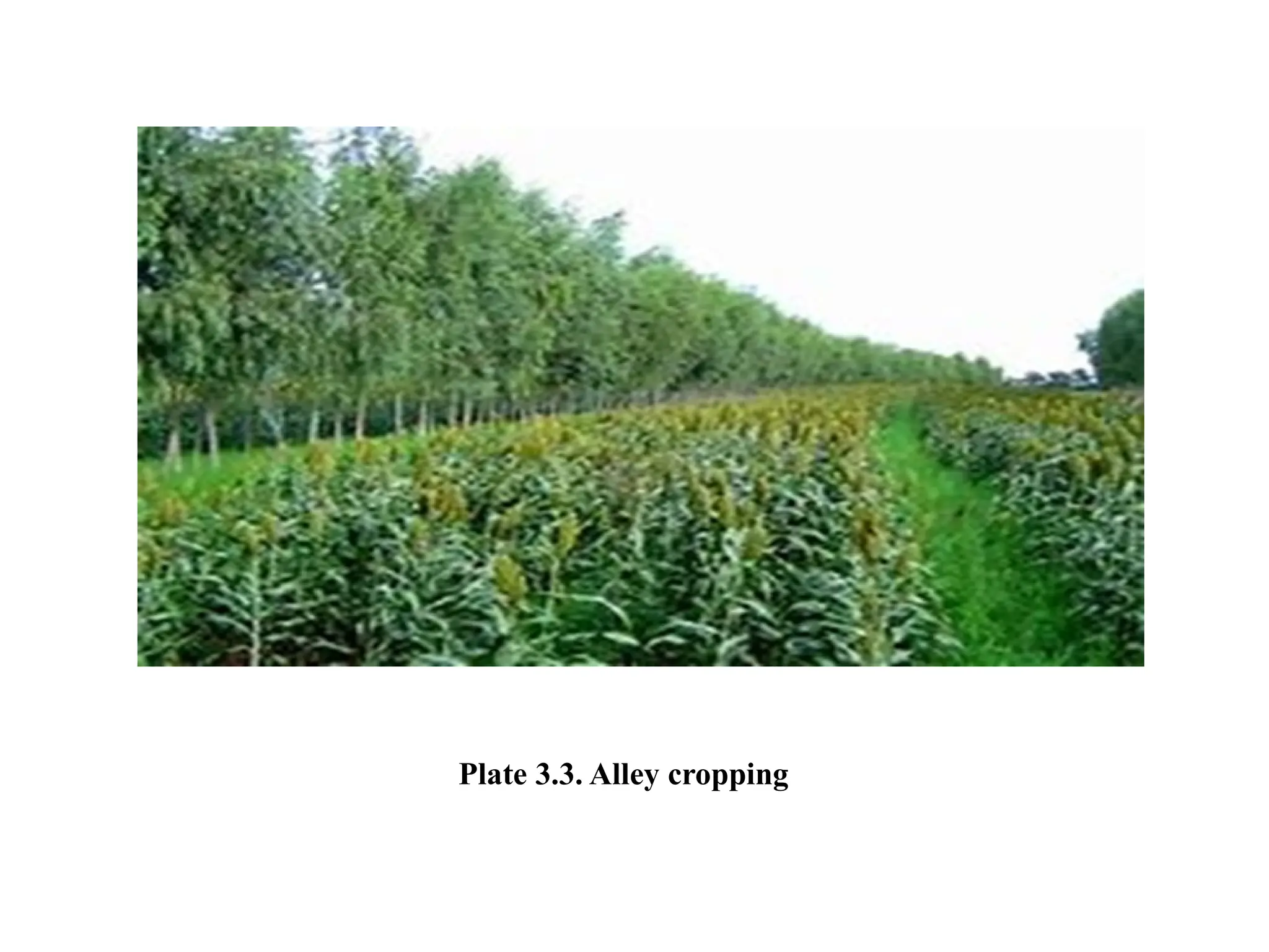 Agro forestry , definition and importance | PPTX