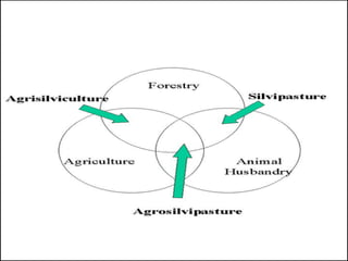 Agroforestry | PDF