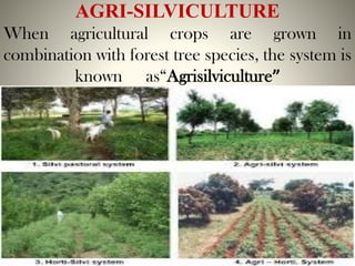 Agroforestry | PDF