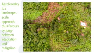 Agroforestry and climate change | PDF