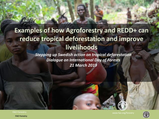 Examples of how Agroforestry and REDD+ can reduce tropical ...