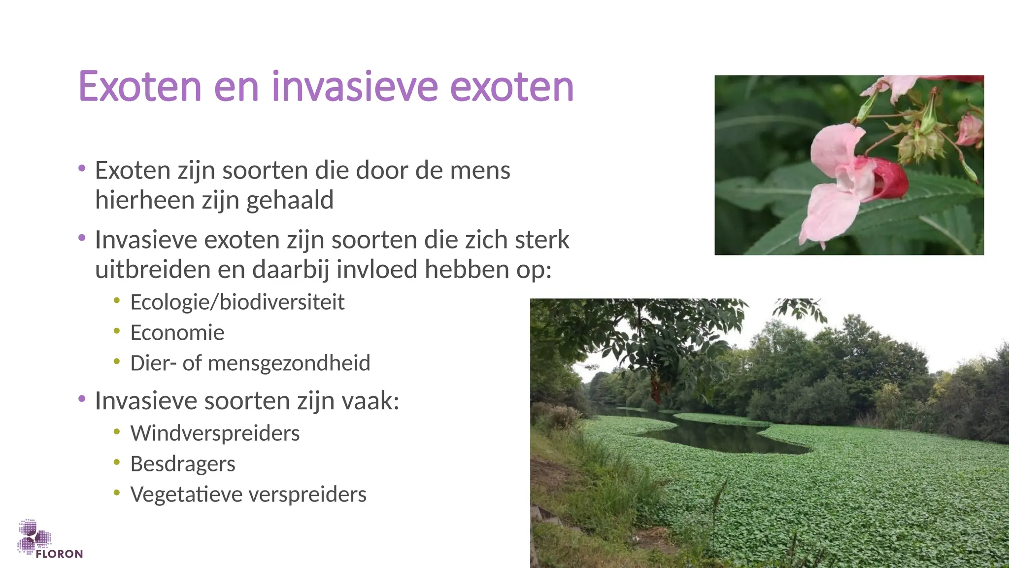 Risico van invasieve soorten binnen Agroforestry .pptx