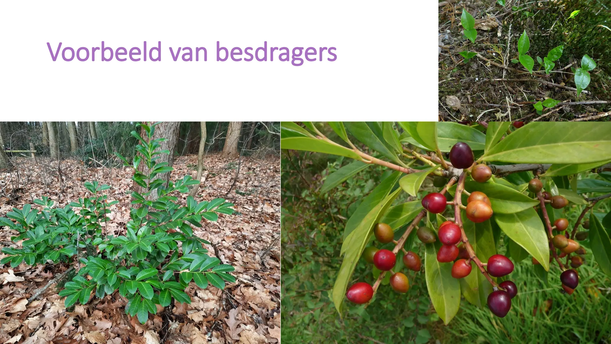 Risico van invasieve soorten binnen Agroforestry .pptx