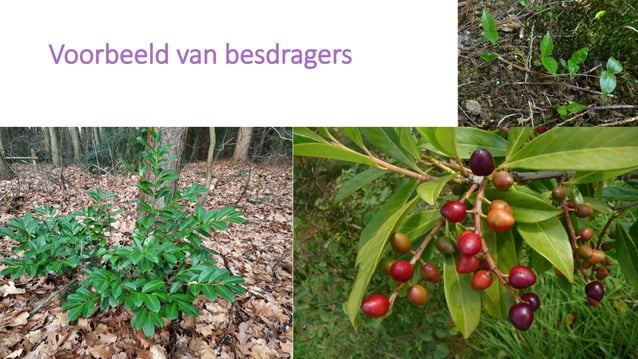Risico van invasieve soorten binnen Agroforestry .pptx