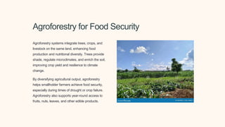 agroforestry for Livelihood secuirity in india.pptx