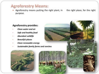 Agroforestry for livelihood support in rural area | PDF