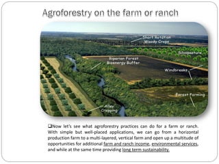 Agroforestry for livelihood support in rural area | PDF