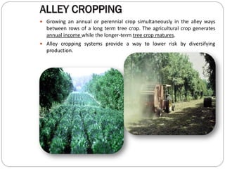 Agroforestry for livelihood support in rural area | PDF