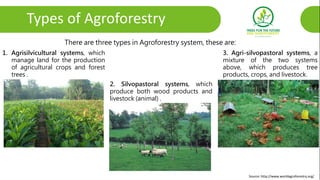 Agroforestry in bangladesh | PDF
