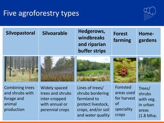 Agroforestry in Europe Practice, research and policy | PPT