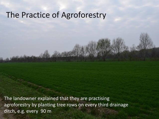 Agroforestry in Europe Practice, research and policy | PPT