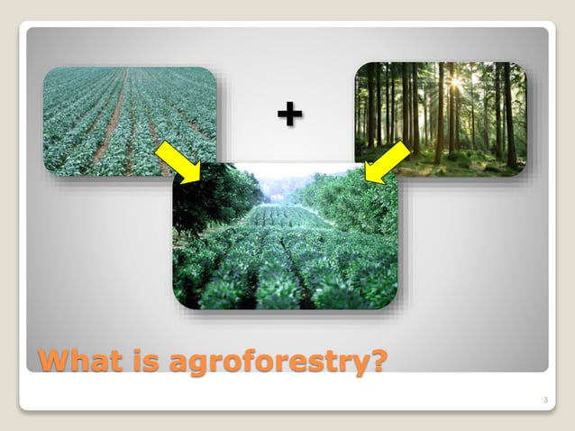 AgroforestryOverview2-18-12.ppt agroforestry practice | PPT