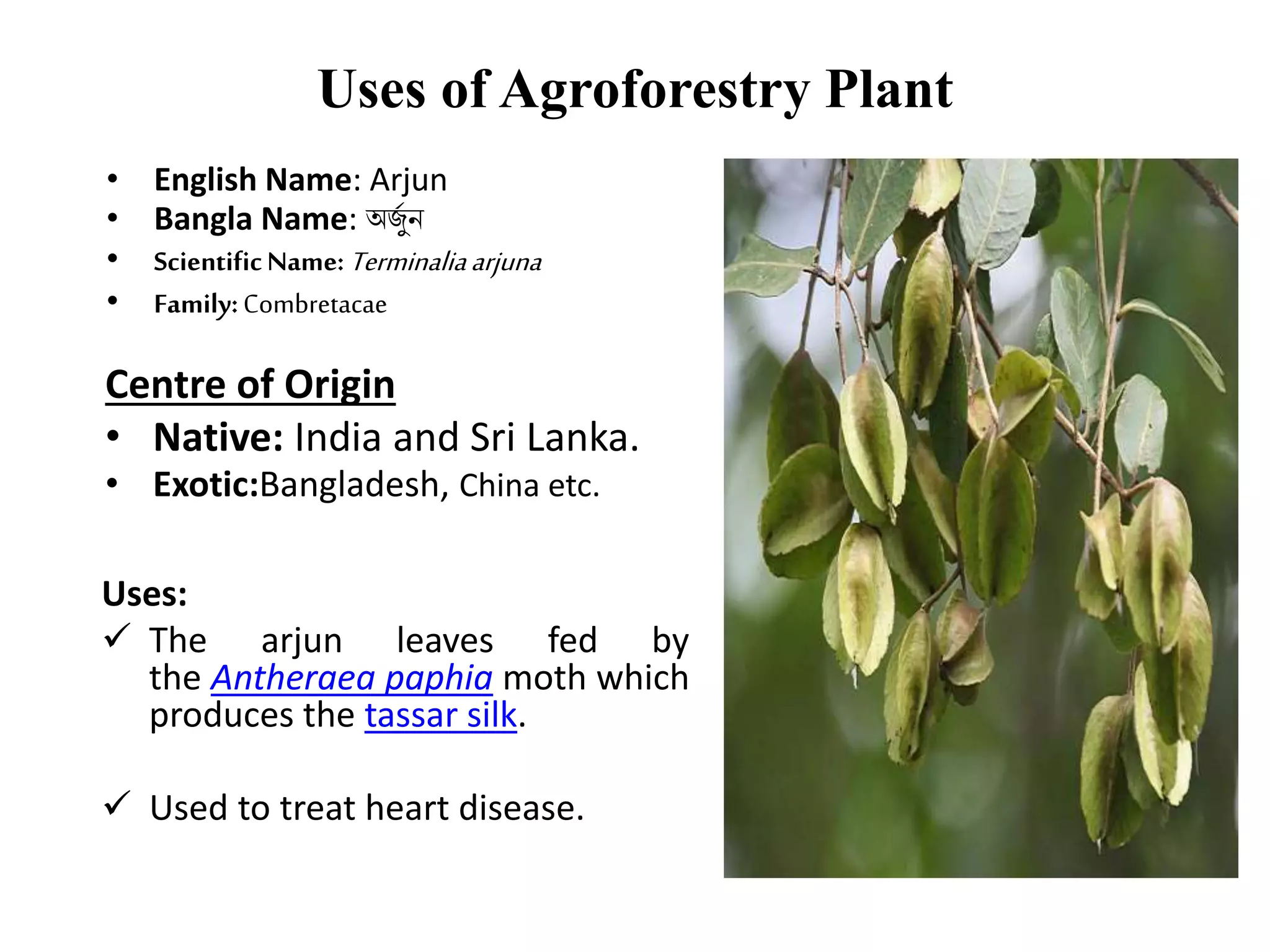 Agroforestry plant products and uses | PPTX