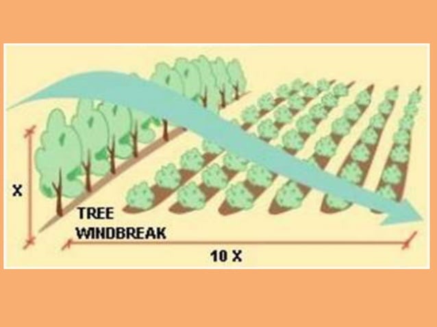 Agroforestry system | PPTX | Agriculture | Industries