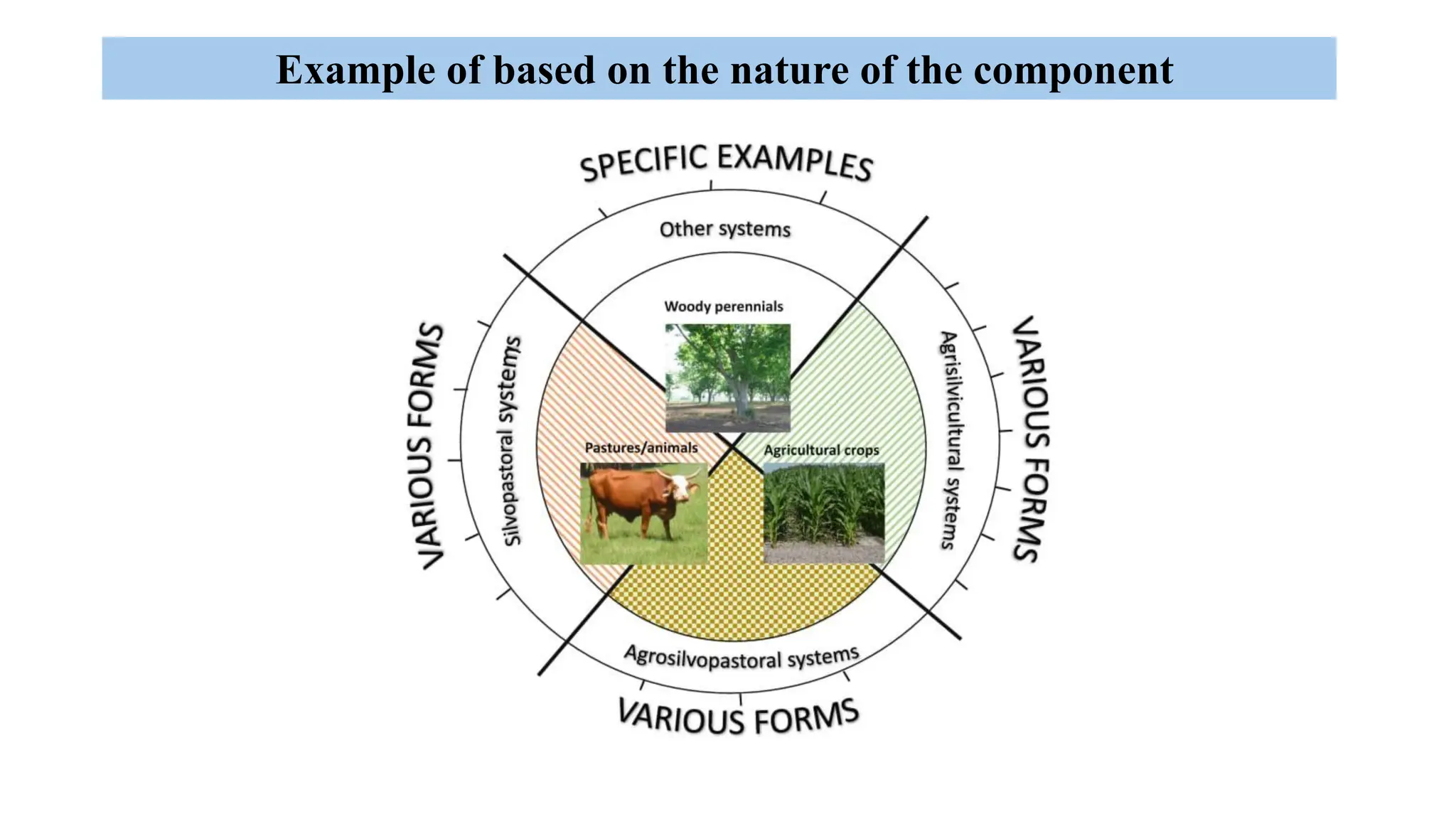 Classification of Agroforestry System According to PK Nair | PDF