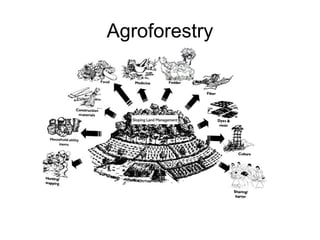 Agroforestry systems and architecture | PPT