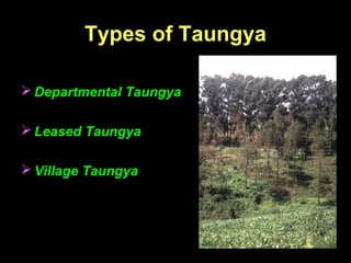 Agroforestry systems and architecture | PPT