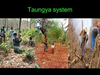 Agroforestry systems and architecture | PPT