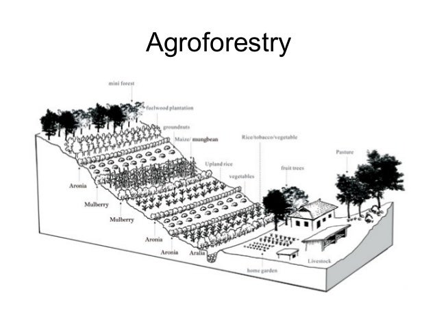 Agroforestry systems and architecture