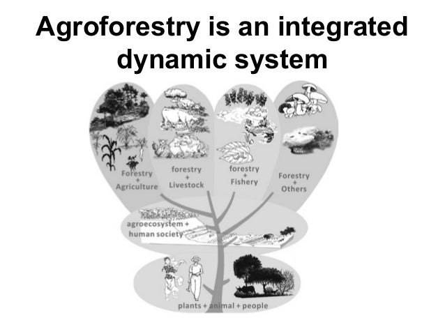 Agroforestry systems and architecture
