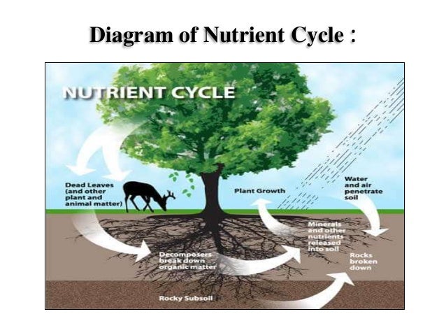 soil fertility and nutrient cycle soil fertility and nutrient cycle