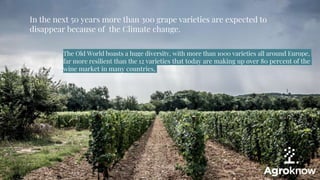 The BigDataGrapes Project - Changing the Grape Industry through Climate ...