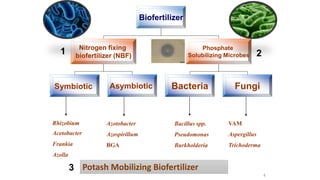 biofertilizer and its application on major field crop | PPTX