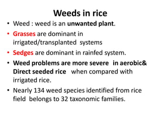 weed management in transplanted rice | PPTX